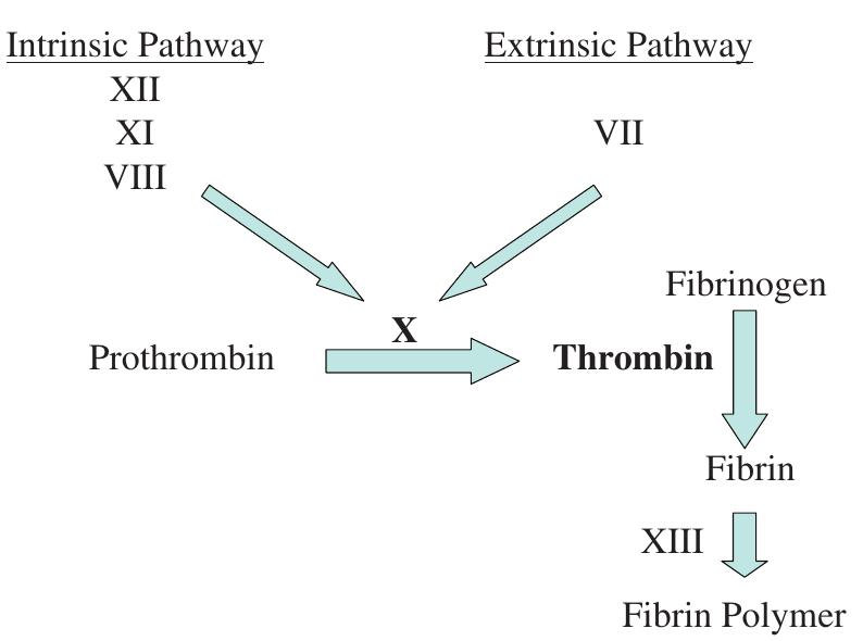 Intrinsic and extrinsic pathways of the clotting cascade.