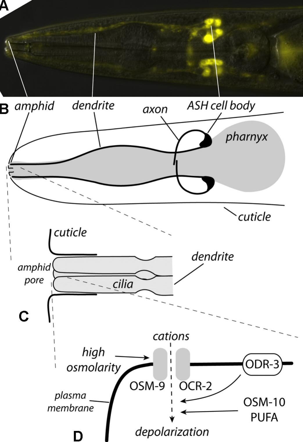 Ash sensory neurons in the head of c. elegans detect