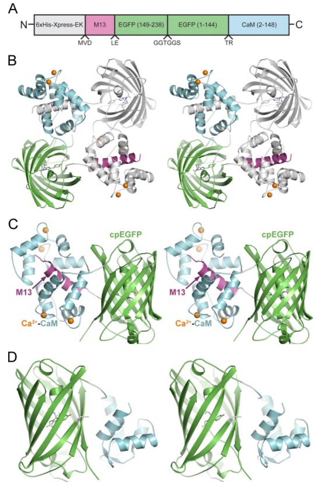 Figure 1 - Crystal Structures of the GCaMP Calcium Sensor