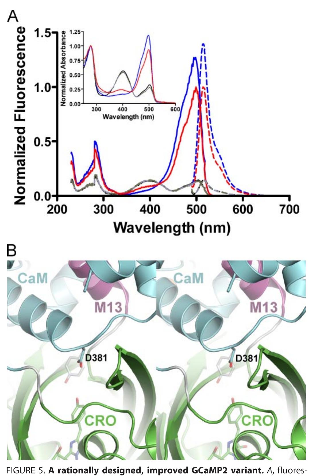 Figure 5 - Crystal Structures of the GCaMP Calcium Sensor