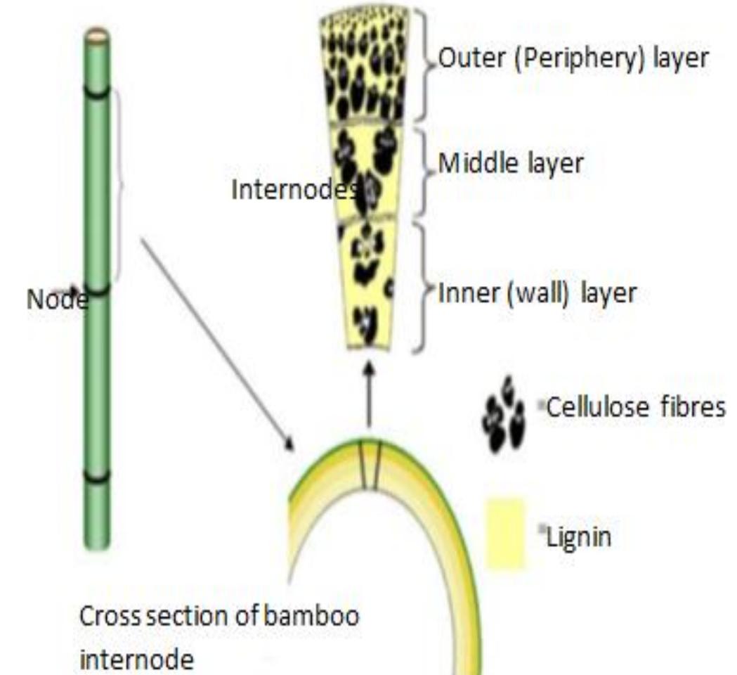 Diagram of bamboo and cross section of bamboo the bamboo