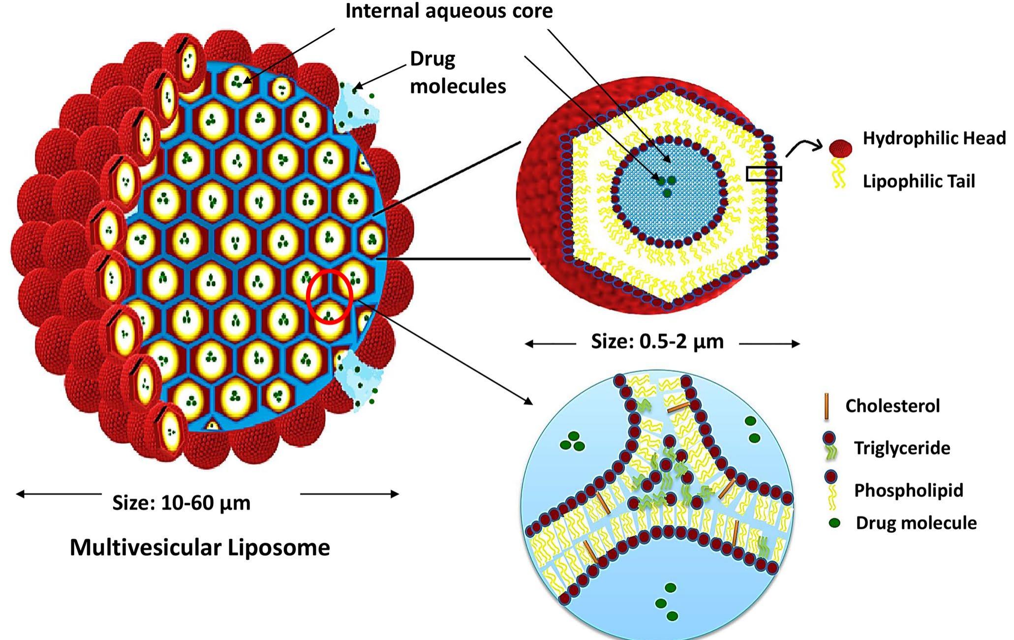 Schematic representation of multivesicular liposome (mvl)