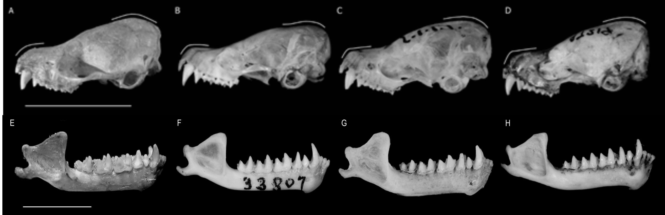 Lateral view of the skull, the white lines show the shape of