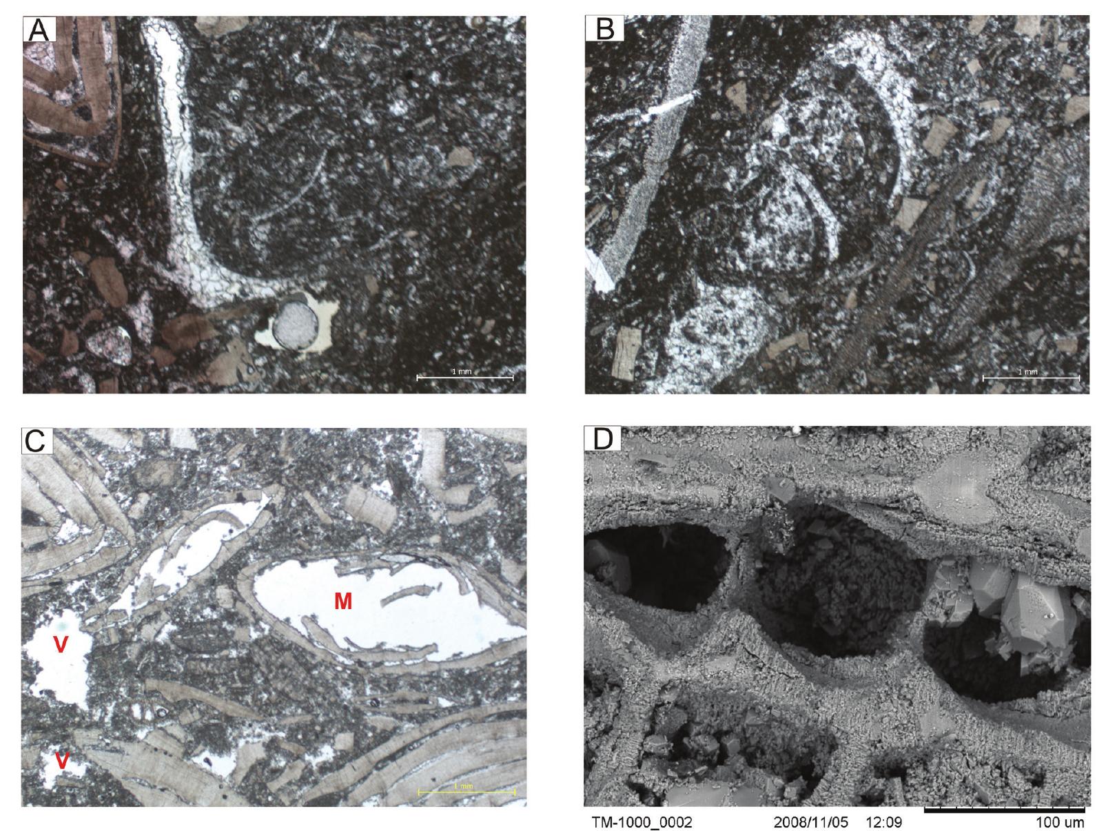 (a) photomicrograph showing mollusc fragments (bivalves)