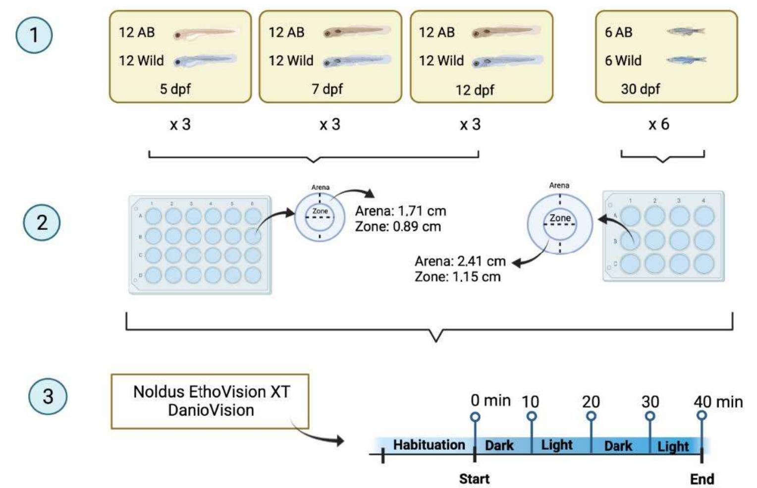 Schematics of the outline of the experiment. created with