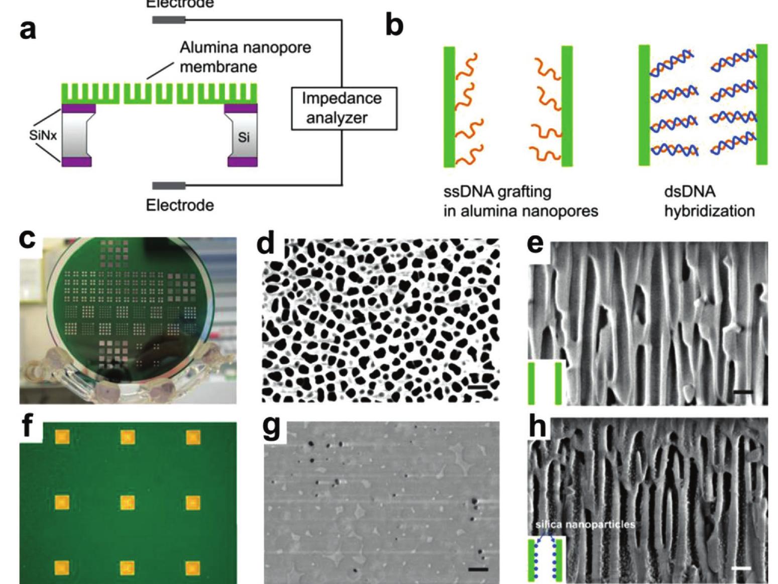 A) schematic of an impedance sensor based on microfabricated
