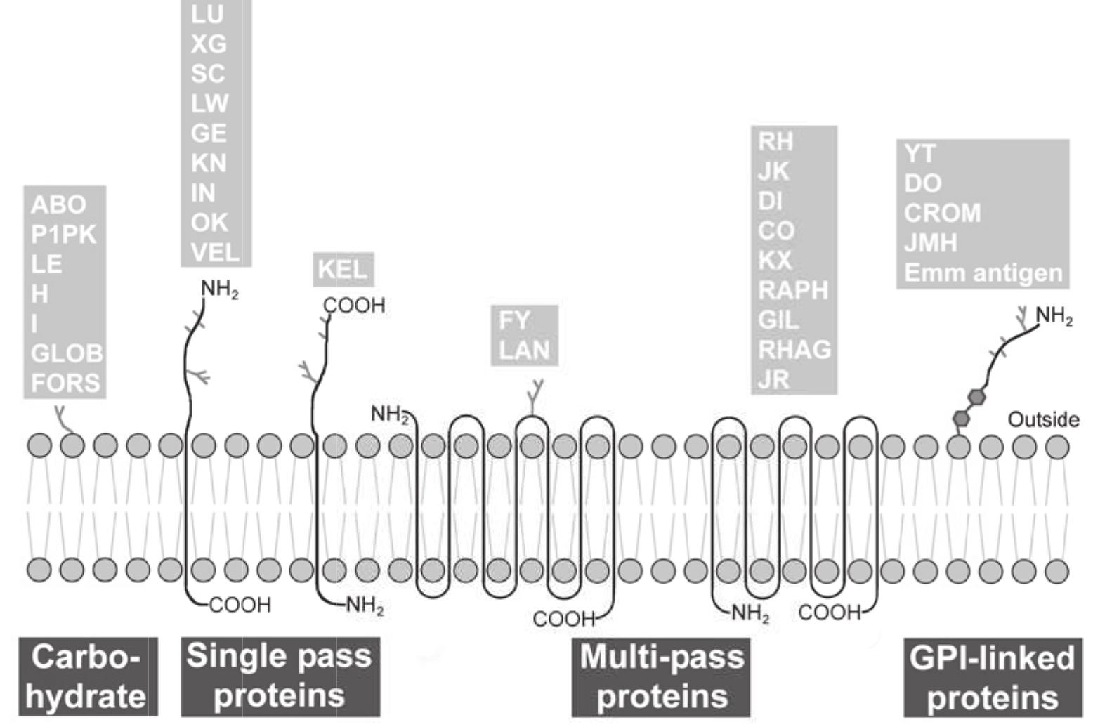 Model of structures that carry blood group antigens on the