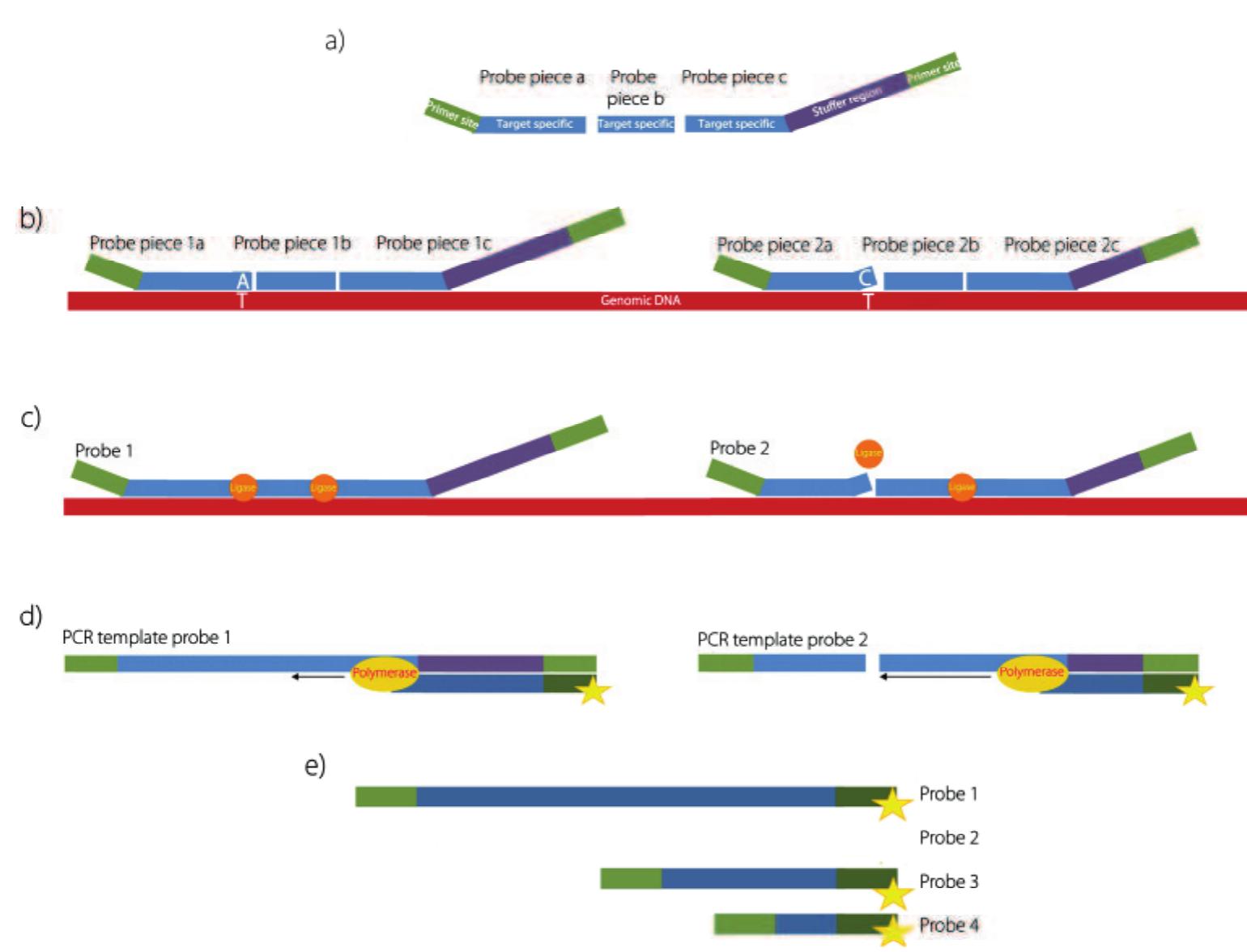 $1. schematic overview of the mlpa reaction. a) an mlpa
