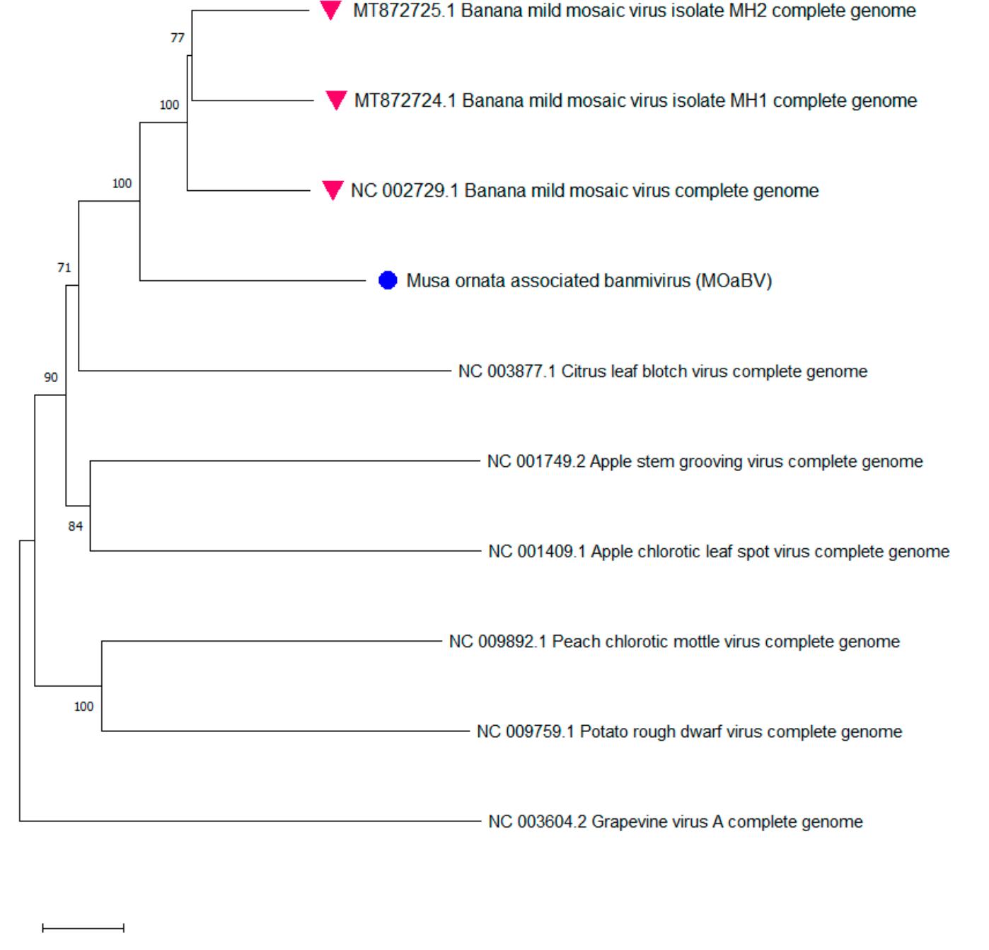 Neighbor-joining method phylogenetic tree inferred from full