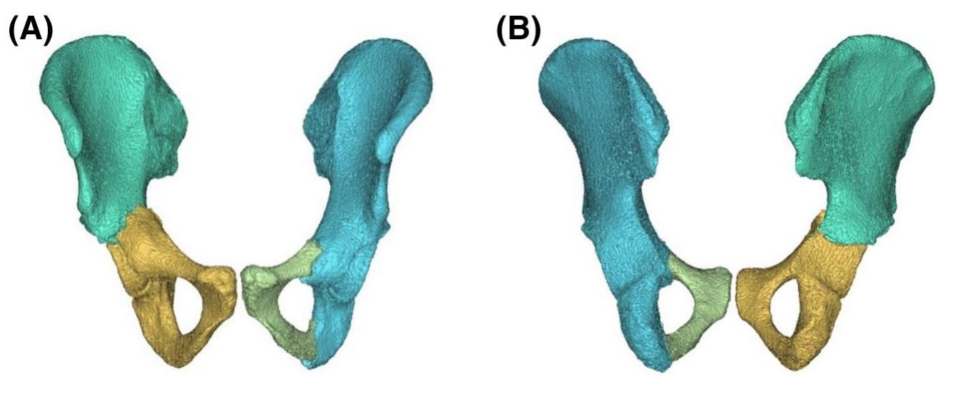 Final average shape models for the left and right sides of