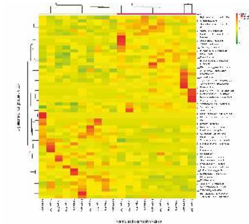 10: heatmap of rhizoplane region of contrasting genotypes