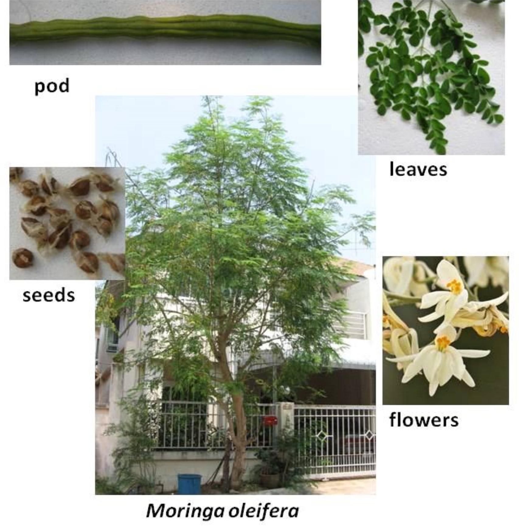 The general morphology of moringa oleifera moringa oleifera: