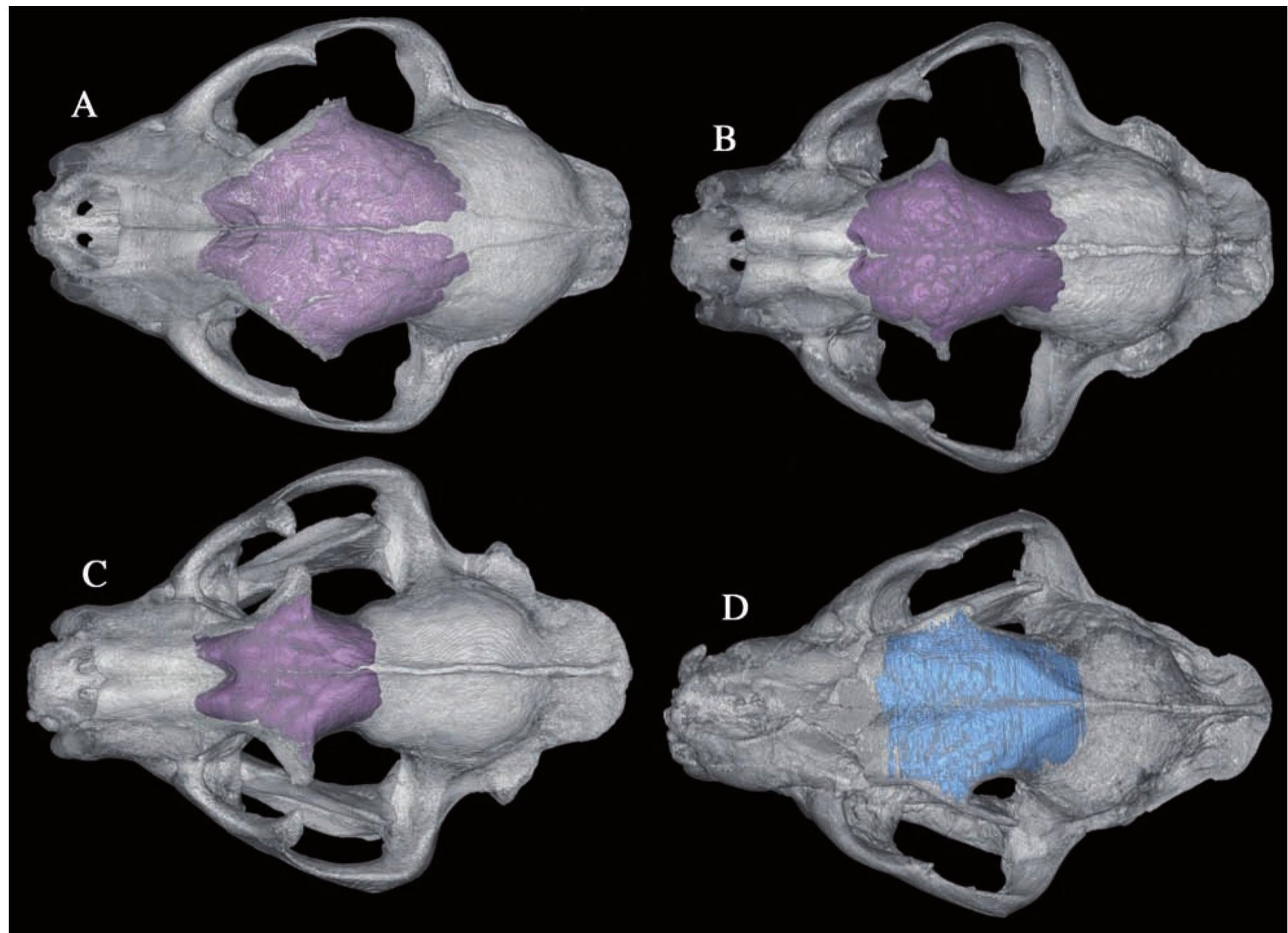 —digital reconstructions in dorsal view of the skulls of