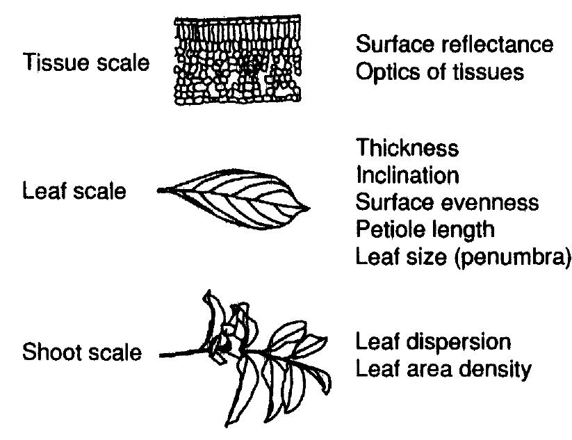 Summary of the structural determinants of leaf
