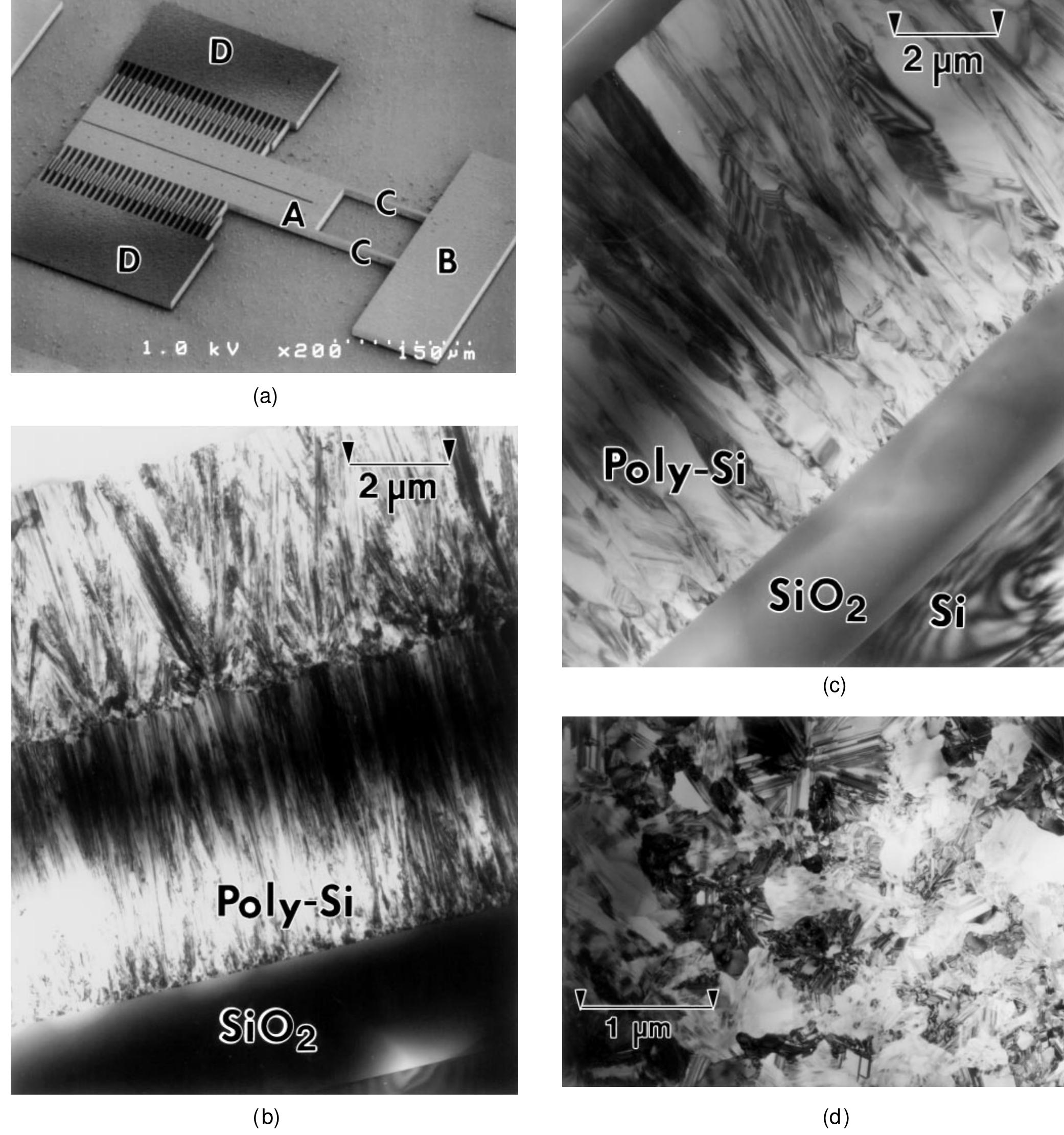 Microstructure of polysilicon microfracture specimens: (a)
