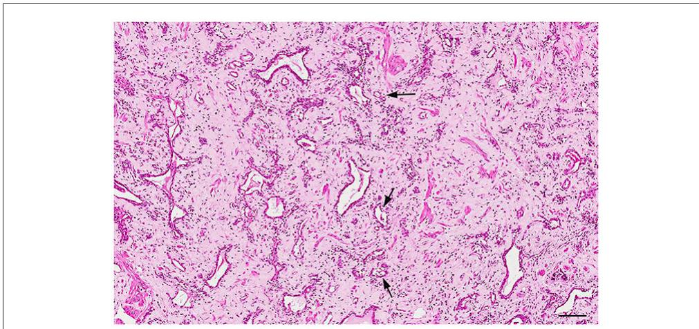 | histology of the prostate from a castrated dog: hormonal