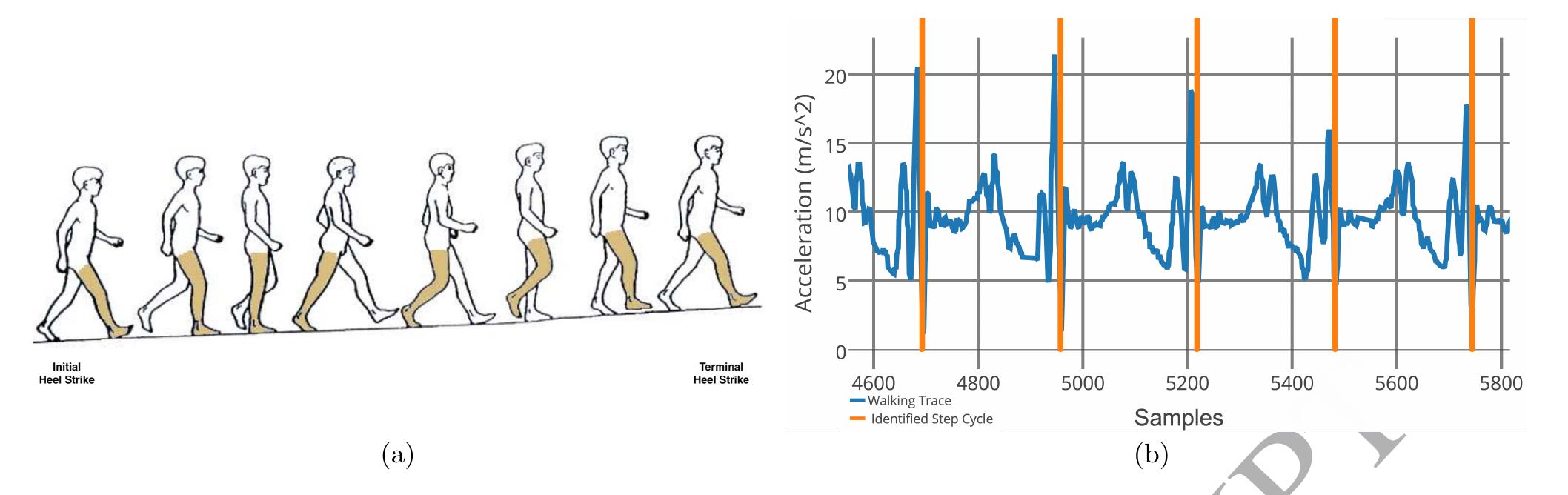 6(a) is an illustration of a complete gait cycle from the