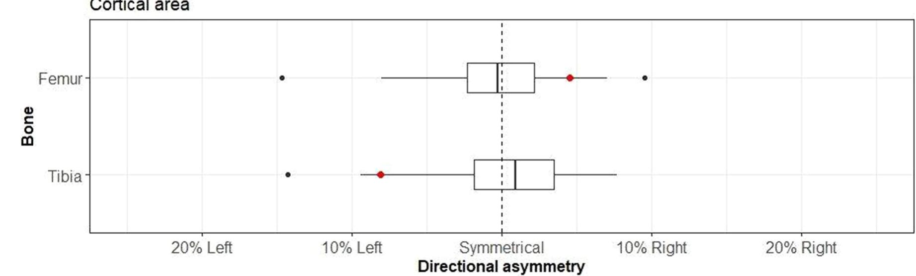 Bilateral asymmetry in lower limb cortical area, relative to