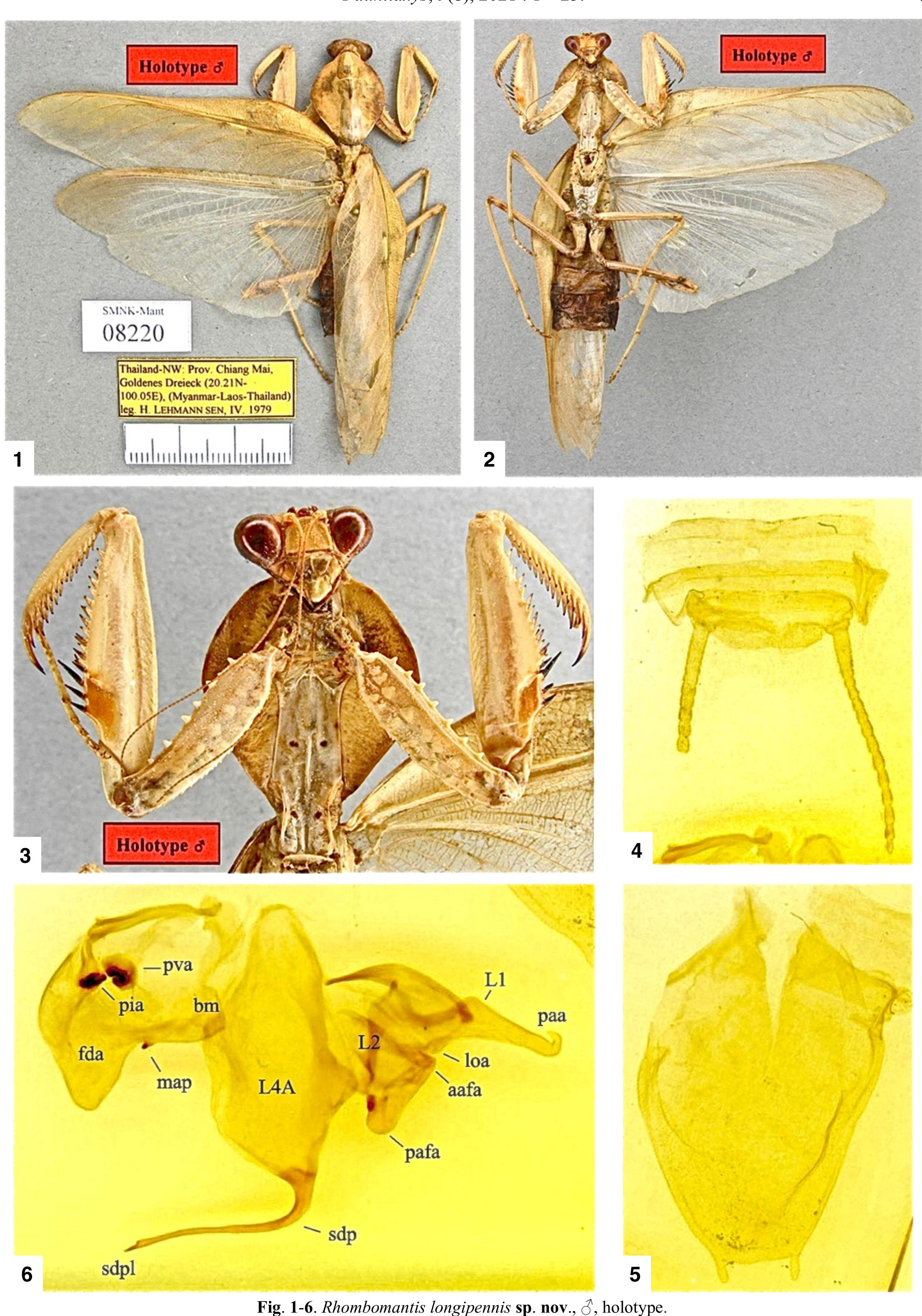 1) habitus, dorsal view; 2) habitus, ventral view; 3) head,