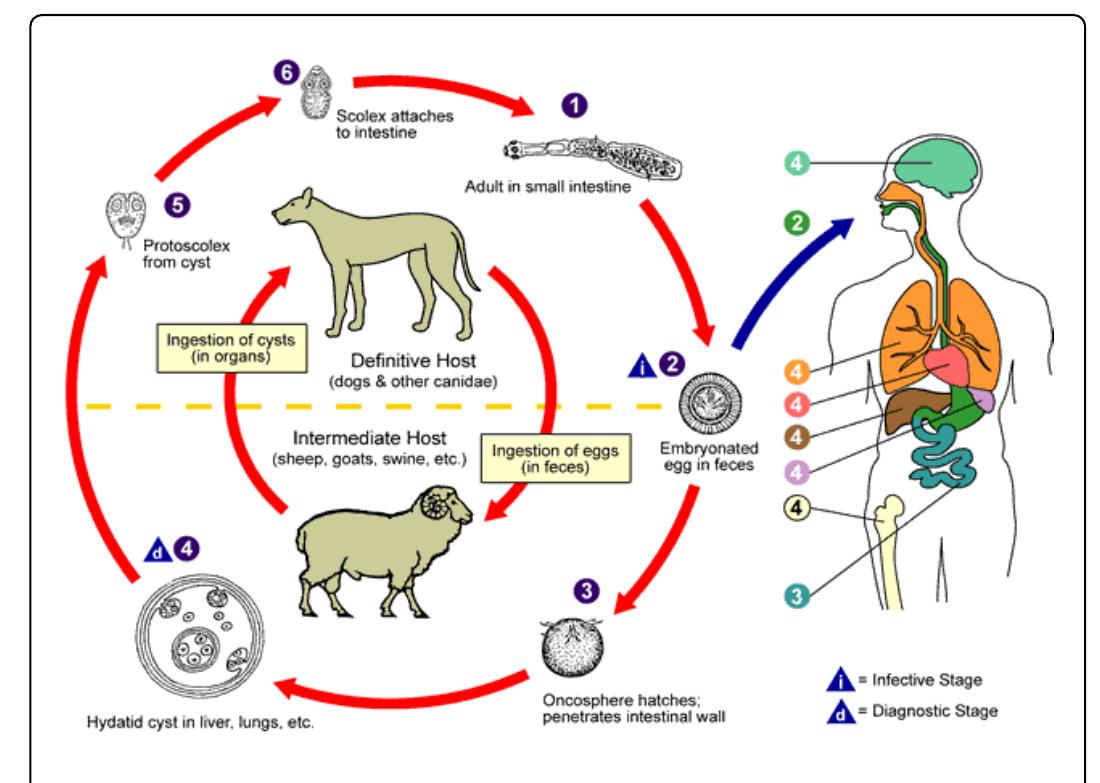 Life cycle of echinococcosis granulosus. 3. at these places,