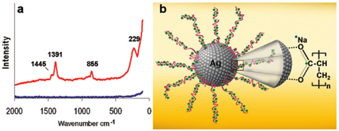 (a) raman spectra of ag nps stabilized by paa na (red, upper