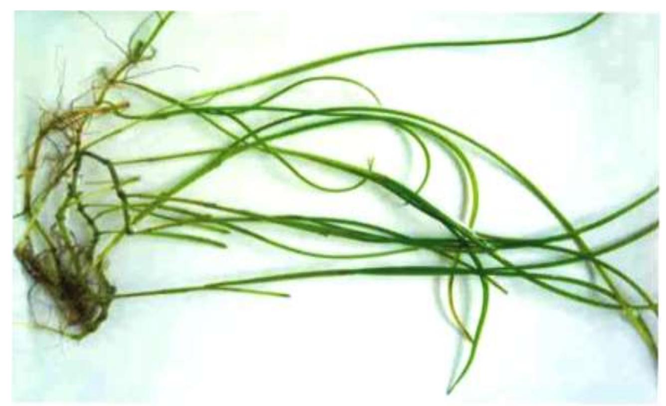 Figure 1 - from PHYTOCHEMICAL AND BIOCHEMICAL ANALYSES OF