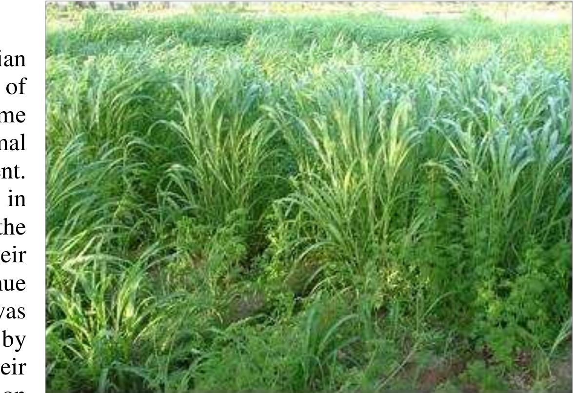 Fodder production and integrated farming system through