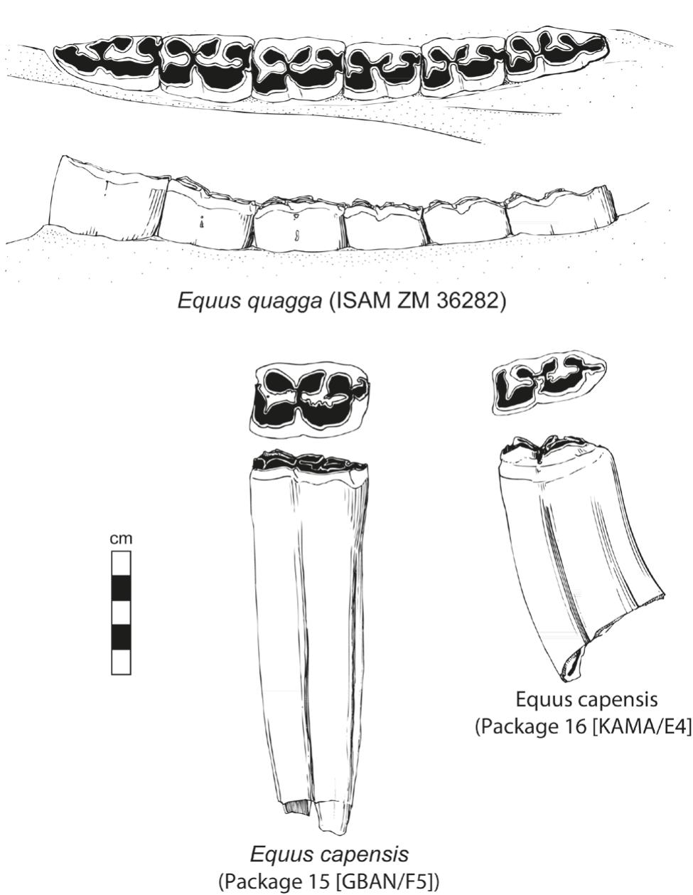 , 3. left mandibular cheek teeth of equus capensis from