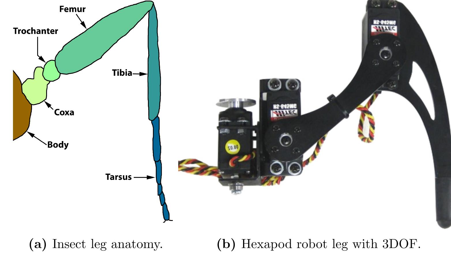3: insect leg anatomy and realisation in hexapod robot. task