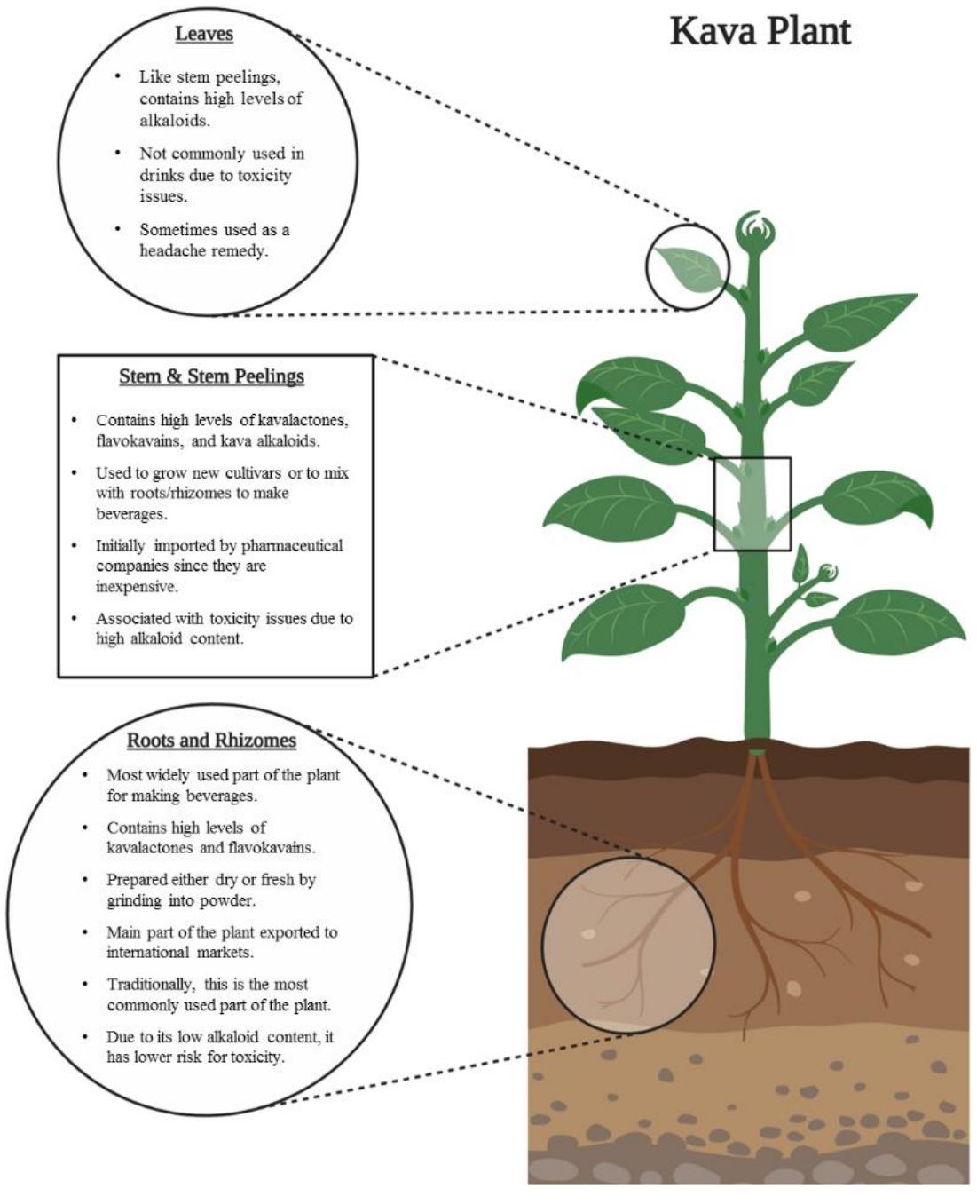 Different parts of kava plant and their features.