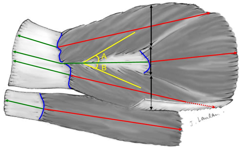 Diagram of isp and tm muscle-tendon block. the cranial and