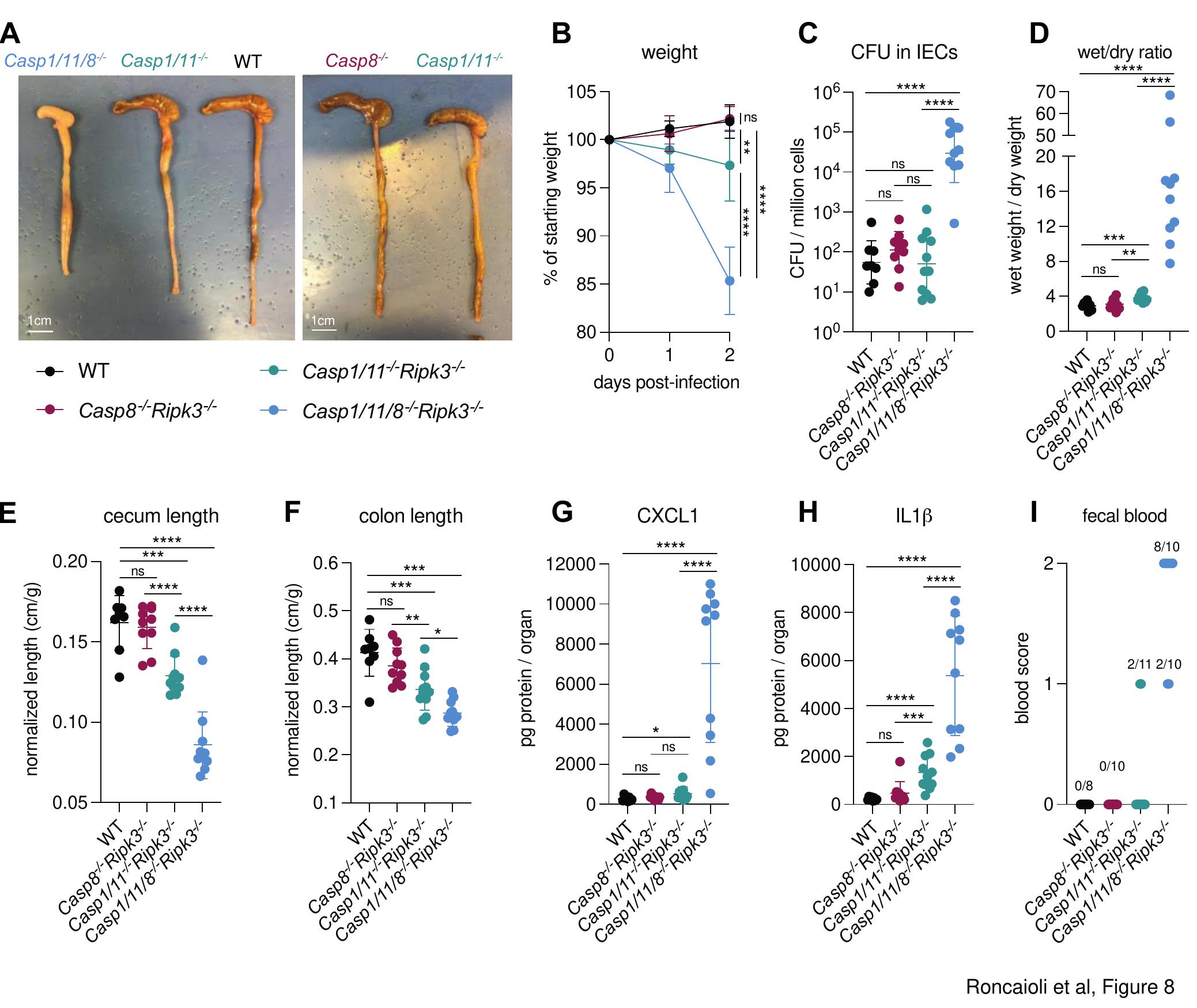 Loss of multiple cell death pathways renders mice