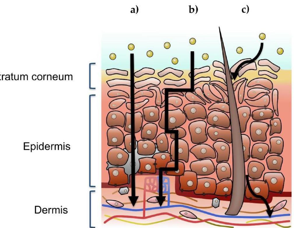 Illustration of a cross-section view of human skin, where