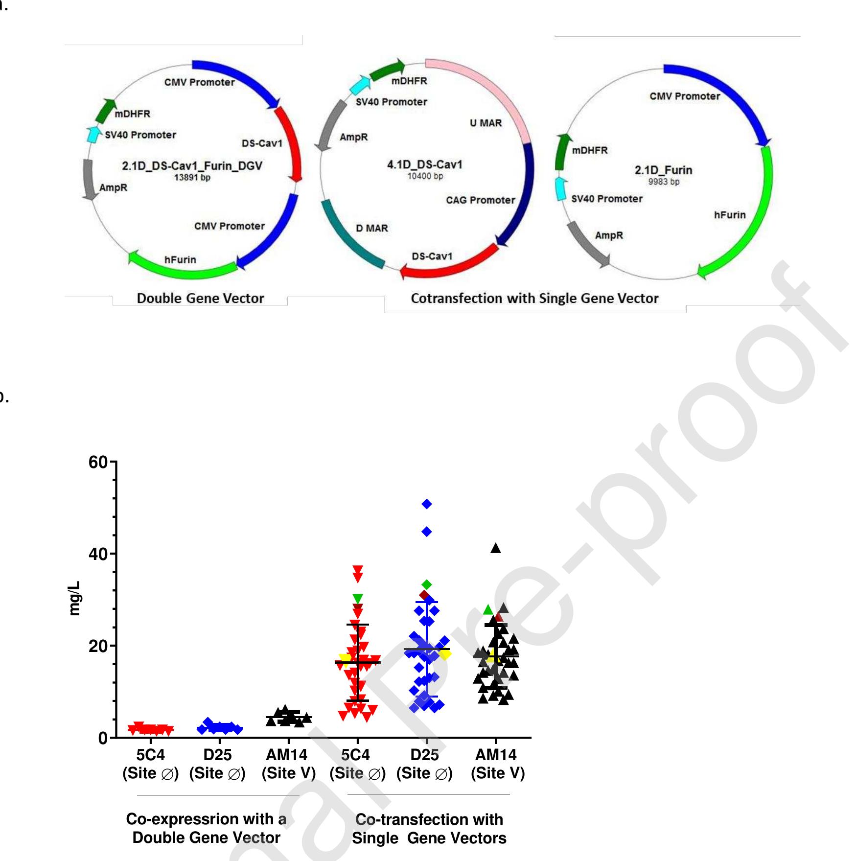 Vector and transfection comparison. a. plasmid maps for the
