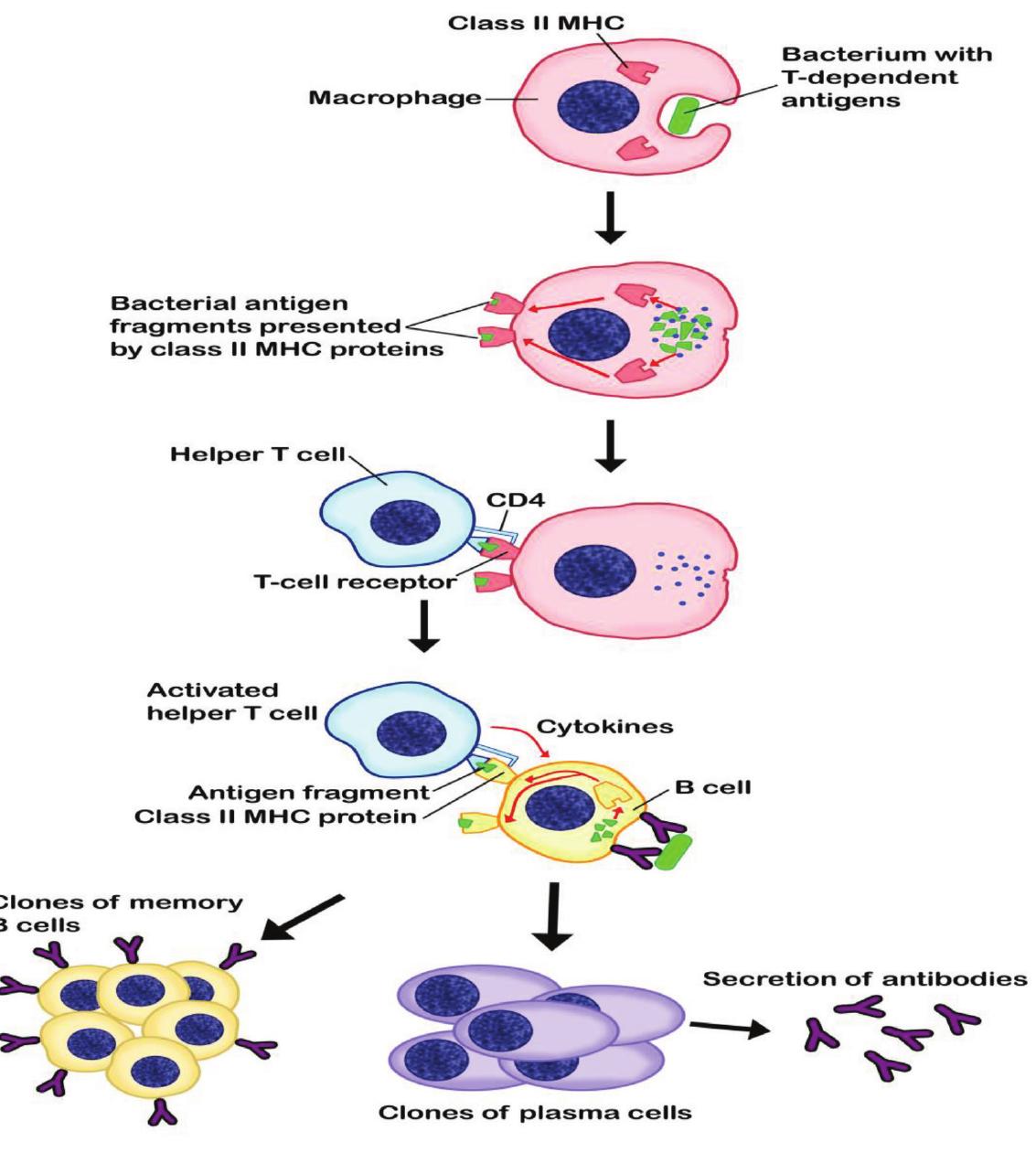 Mechanism of b cell activation and maturation by helper