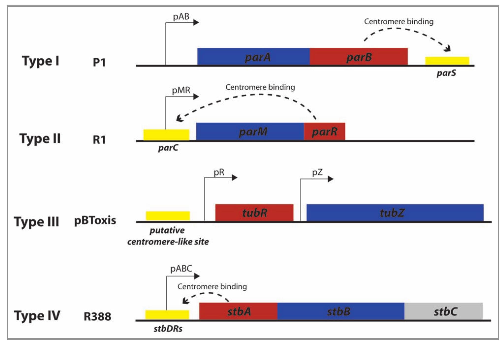 Main types of plasmid segregation systems. the figure shows