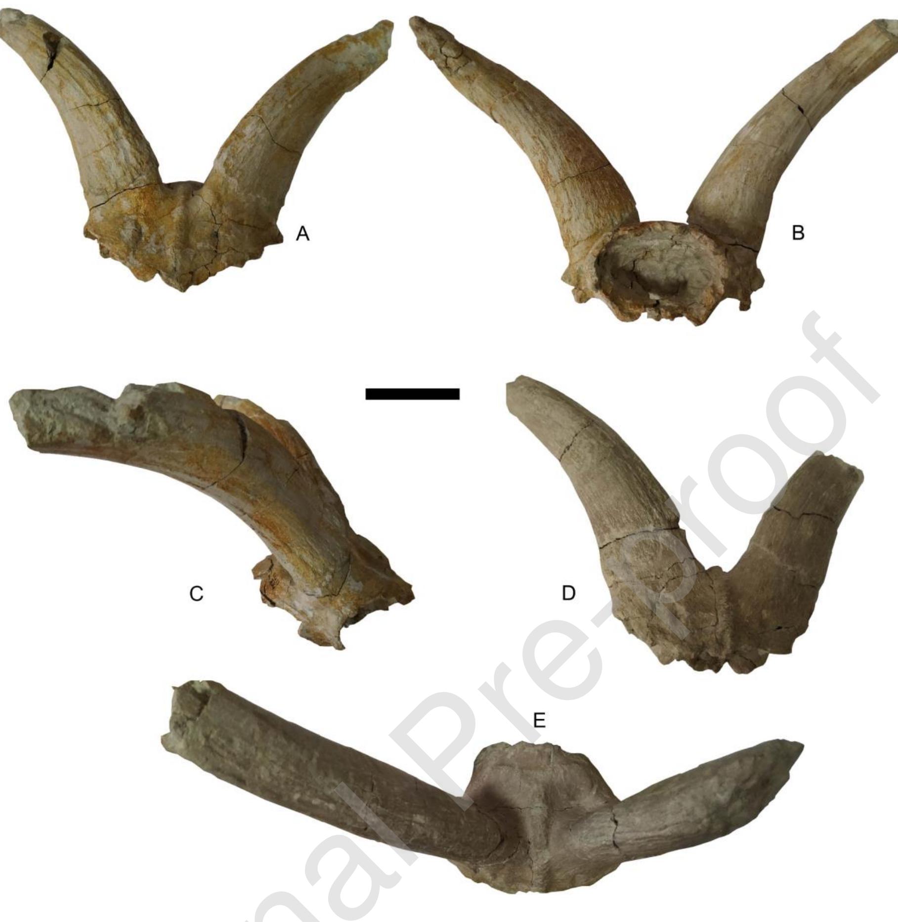 That the distal part of the left horn-core is restored to a