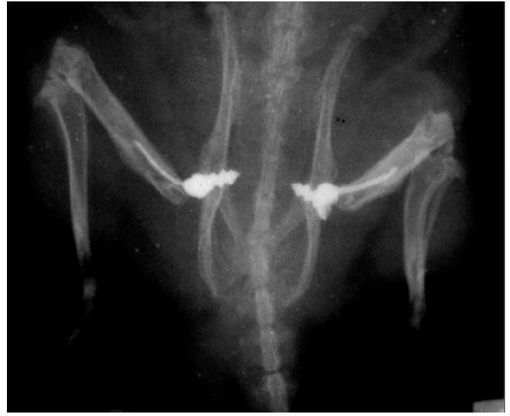 X-ray of a rat after bilateral total hip arthroplasty.