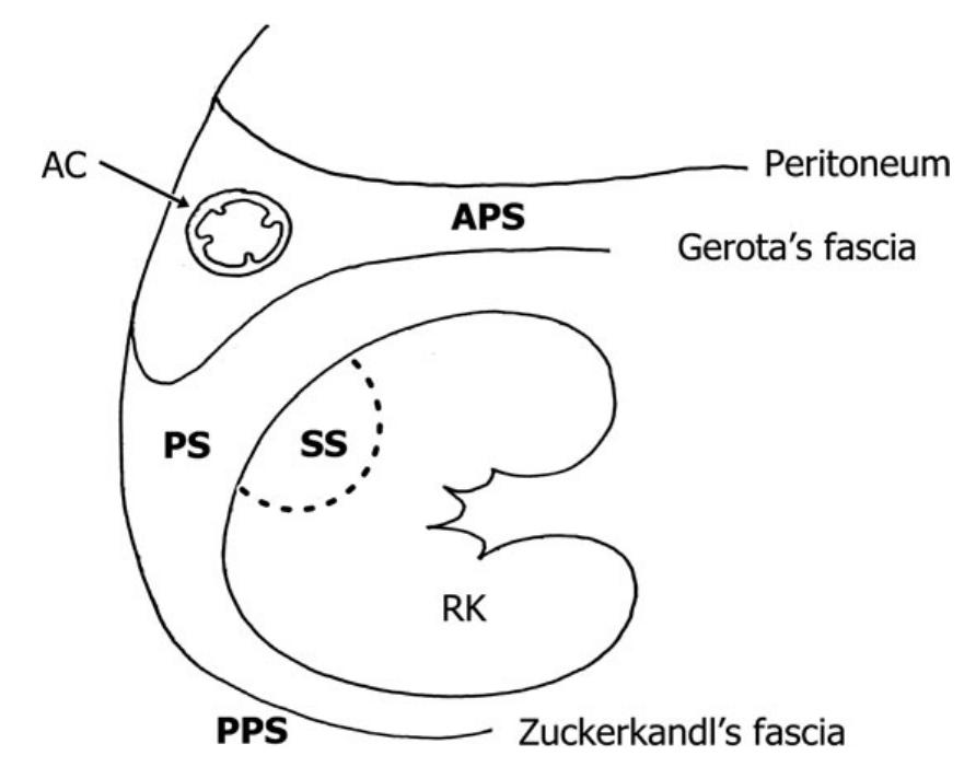 Diagram showing the major compartments of the right