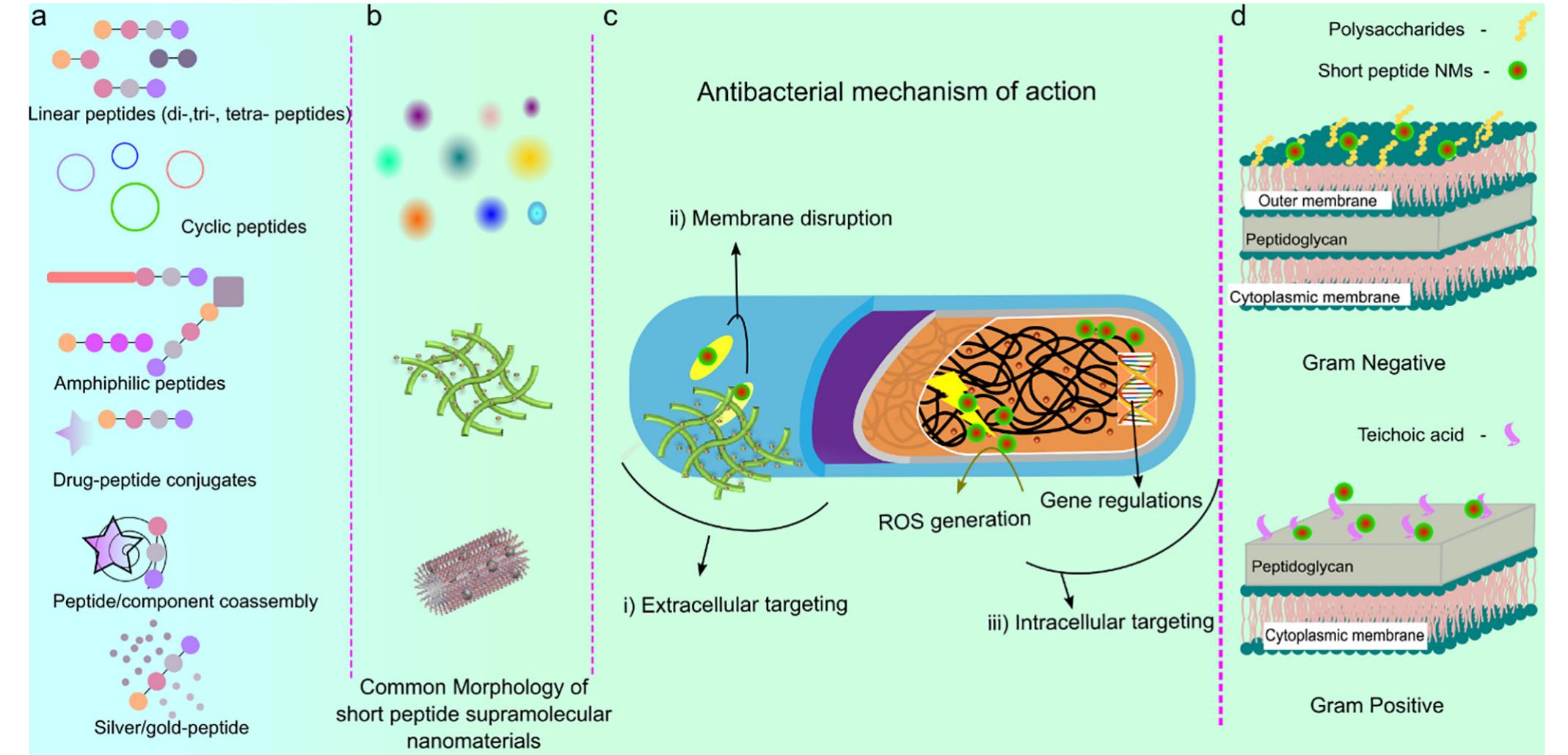 Illustration of the classification of short peptide-based