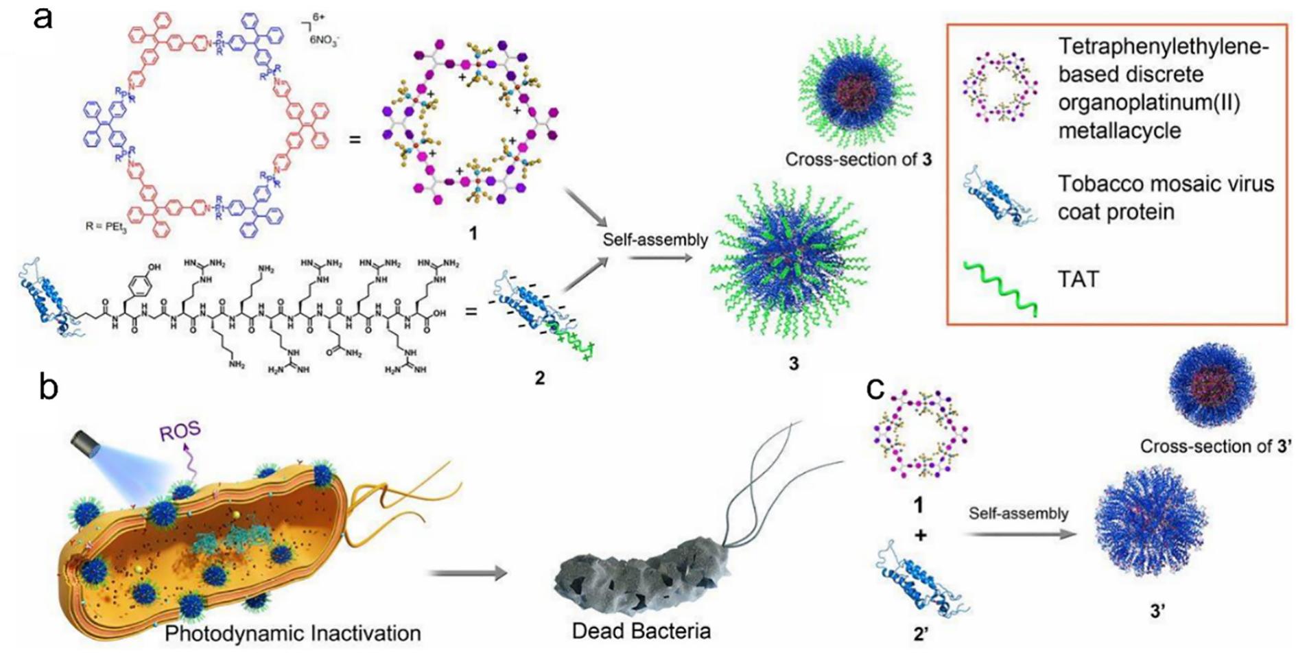 Chemical design and photodynamic inactivation of bacteria.