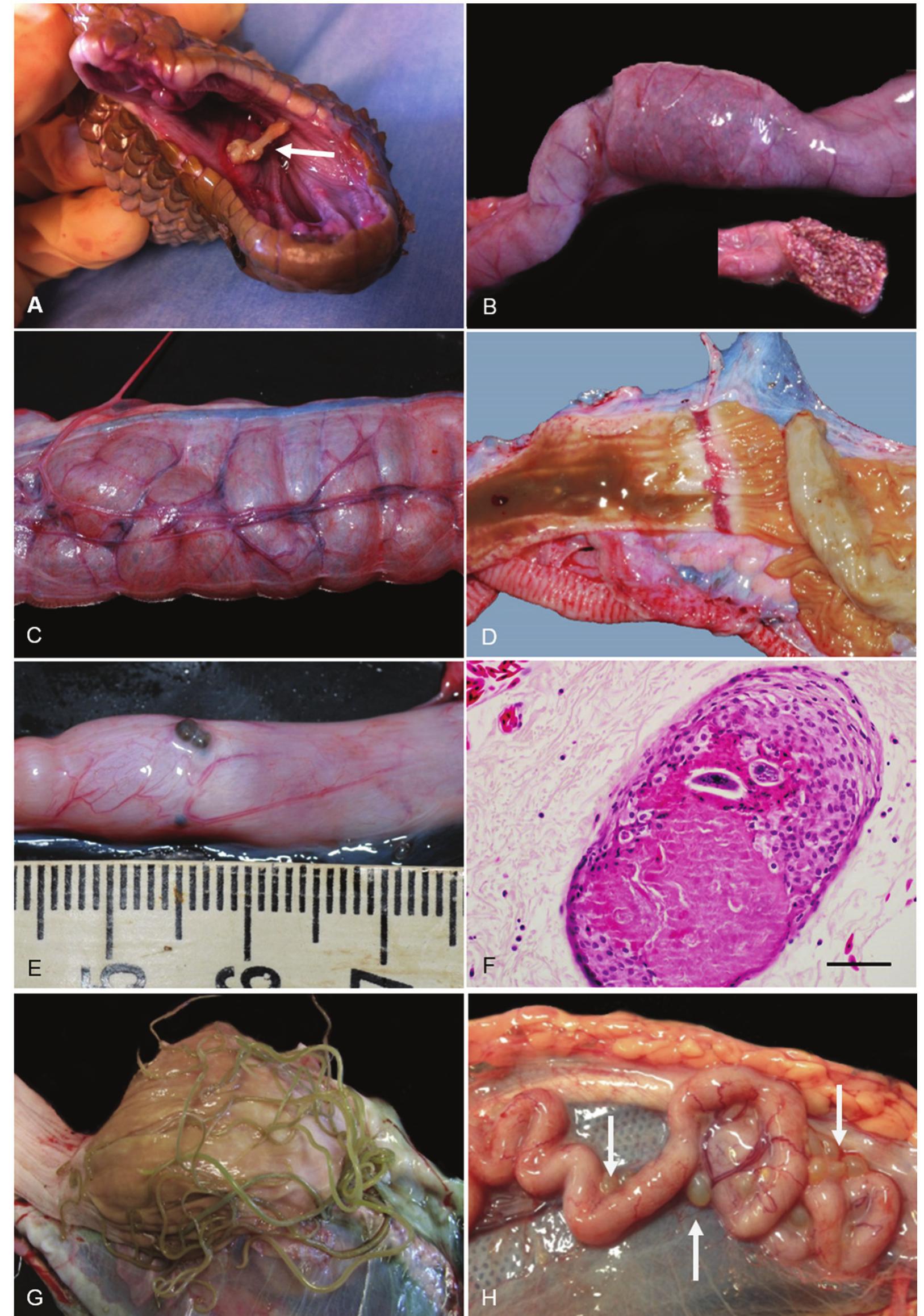 Figure 10 - Postmortem examination of Australian sea snakes