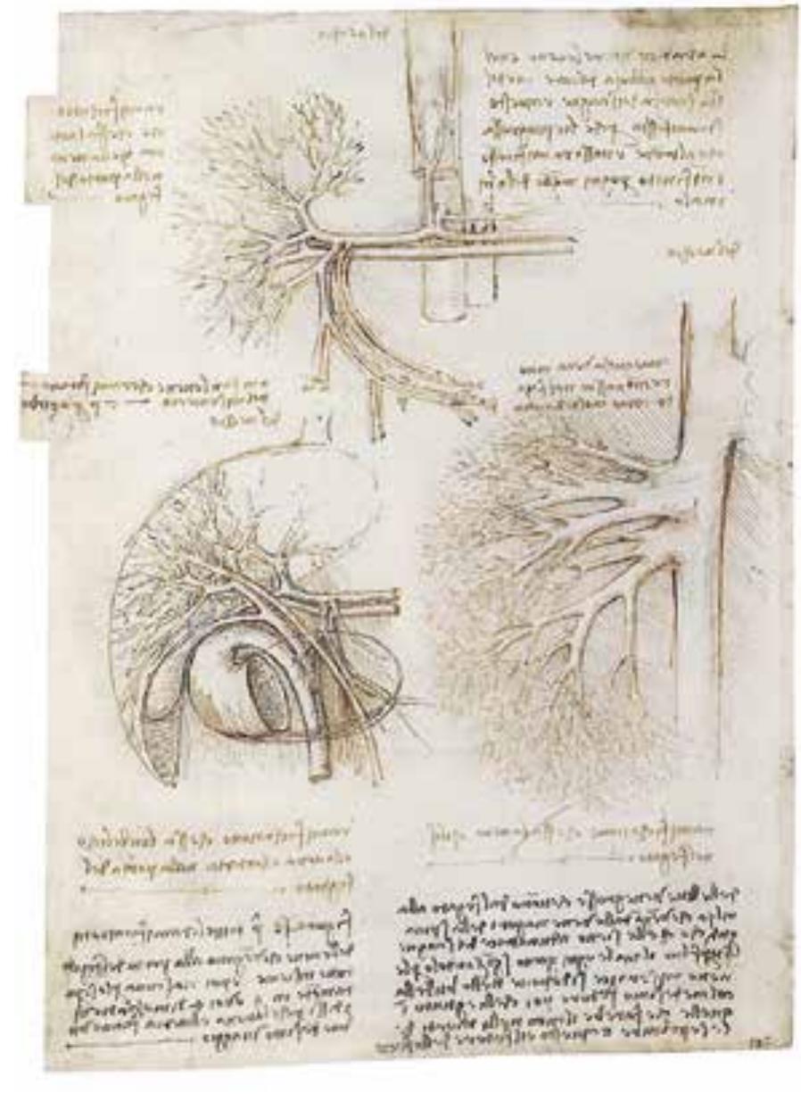 6 leonardo da vinci, drawings of the blood vessels around