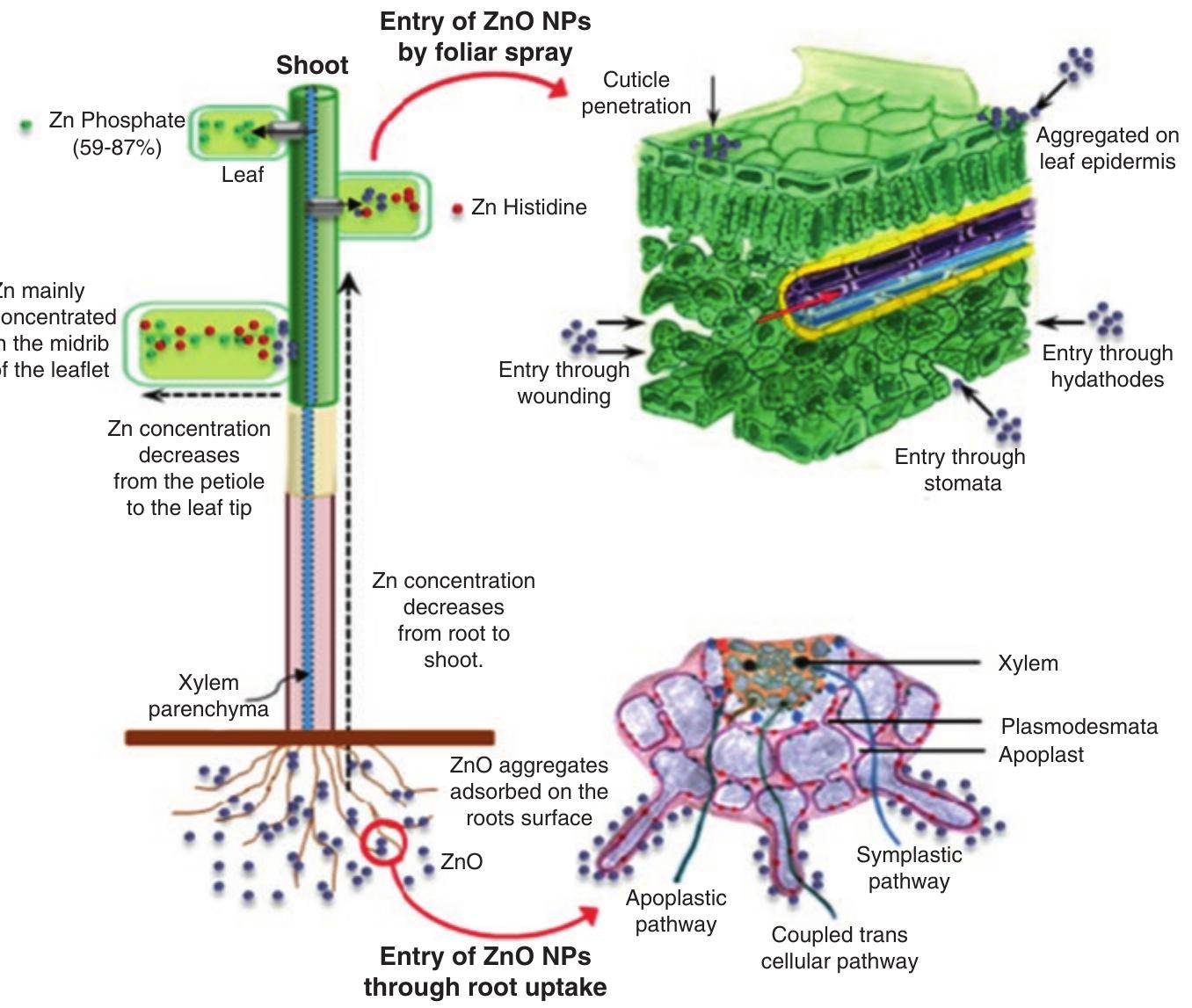 1 a schematic model showing the uptake and transport of zno