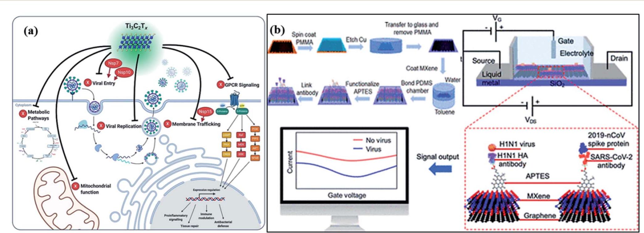 (a) the mechanism of mxene-dependent viral inhibition of