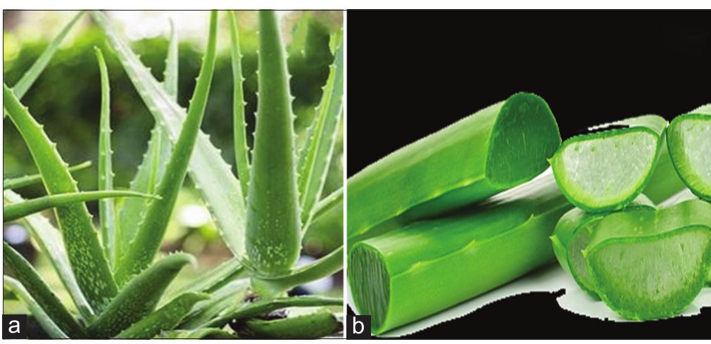 (a and b) vegetative parts of aloe vera plant