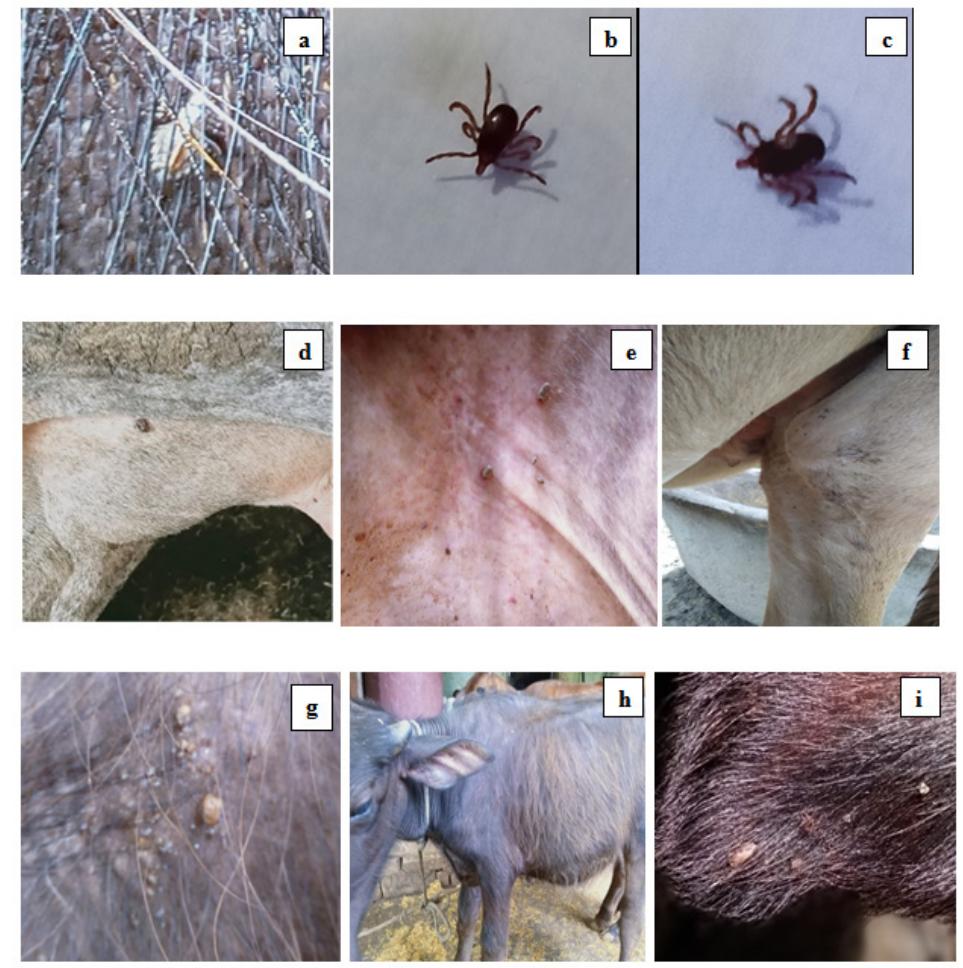 Photograph 1. 1a hard tick parasite on cattle skin, 1b-1c