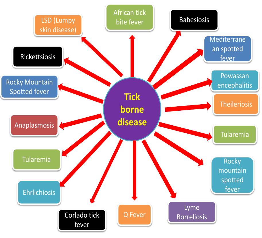 Various tick borne diseases tick-borne diseases are