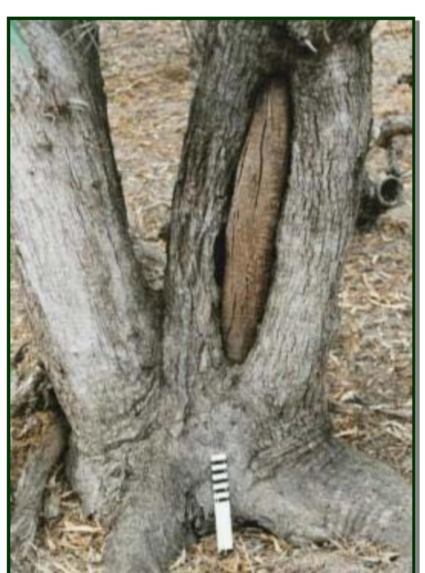 -16: typical oval scar on black box tree. figure 5-15: canoe
