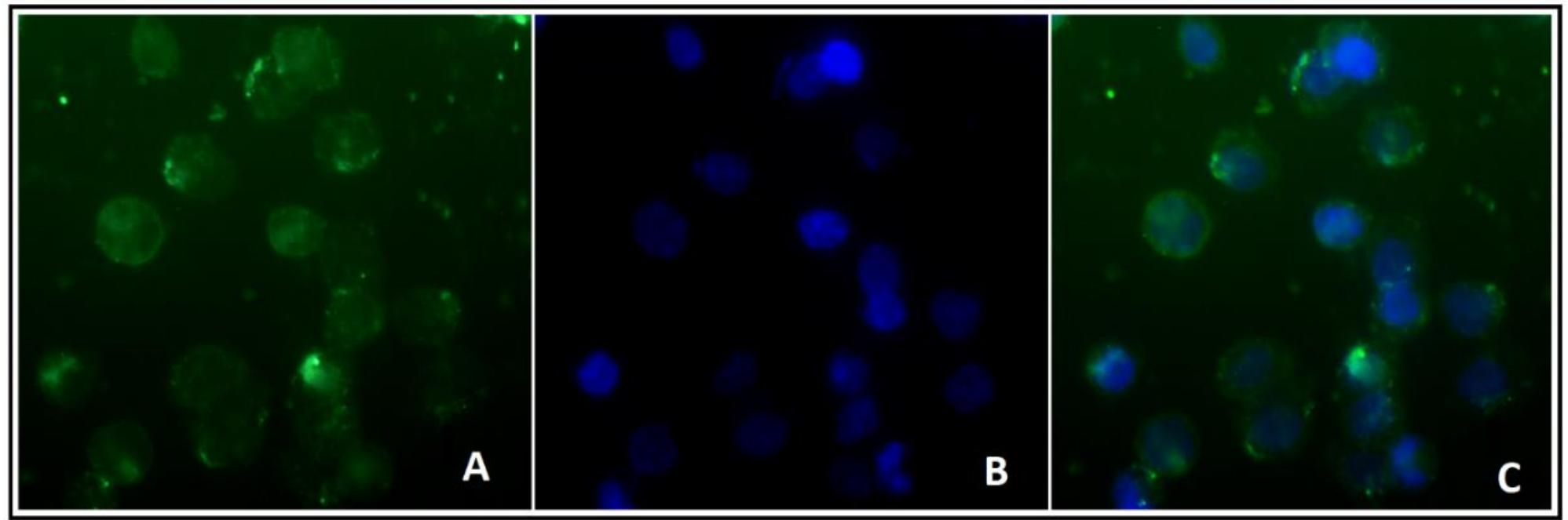 Cellular internalisation of sm-mil in imr-32 cells. (a)